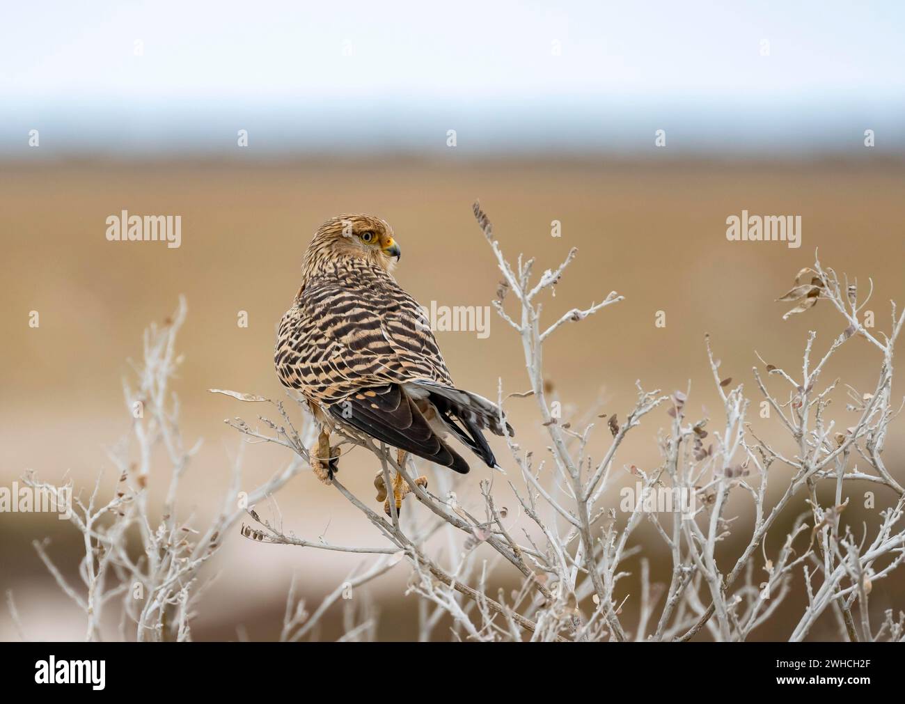 Namibia africa falcon bird hi-res stock photography and images - Alamy