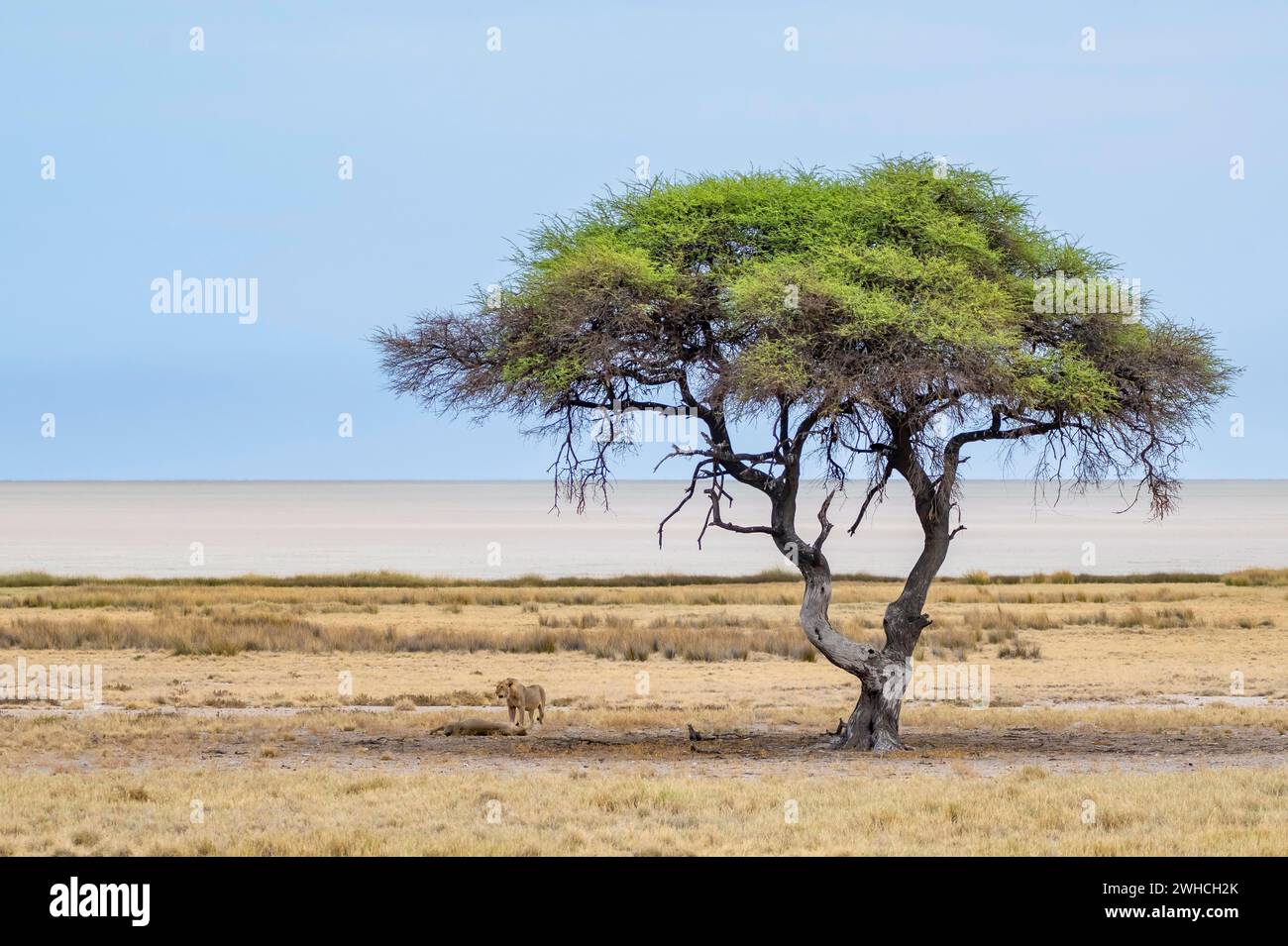 Lion under tree hi-res stock photography and images - Alamy