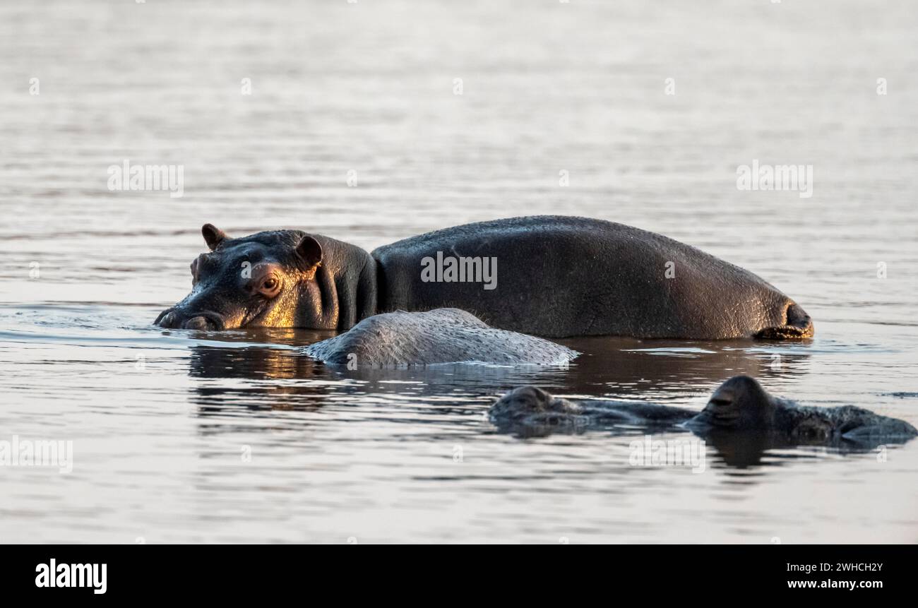African hippo in water hi-res stock photography and images - Alamy