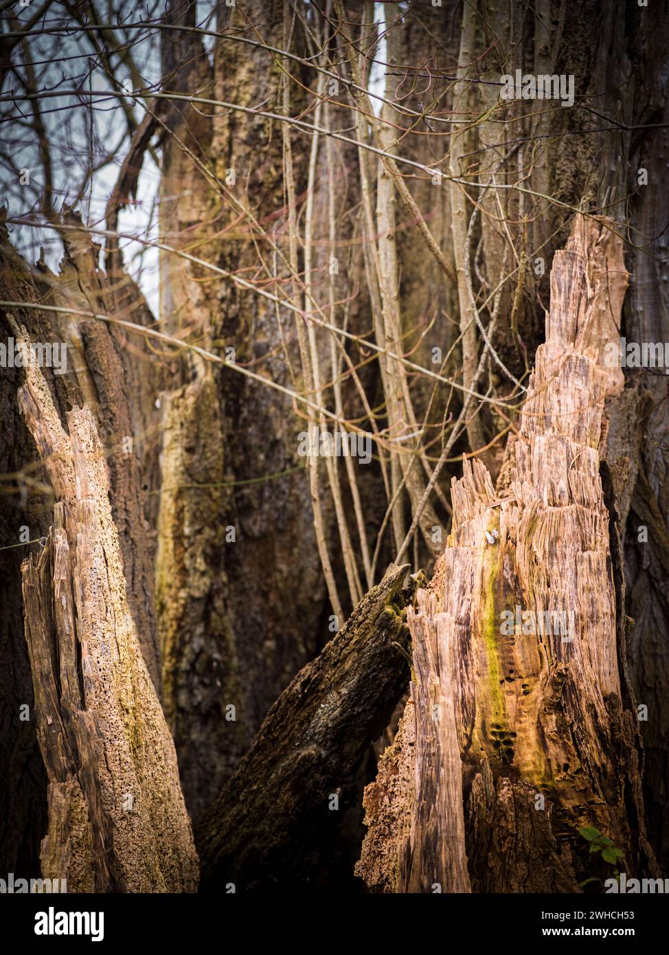 splintered tree stump Stock Photo - Alamy