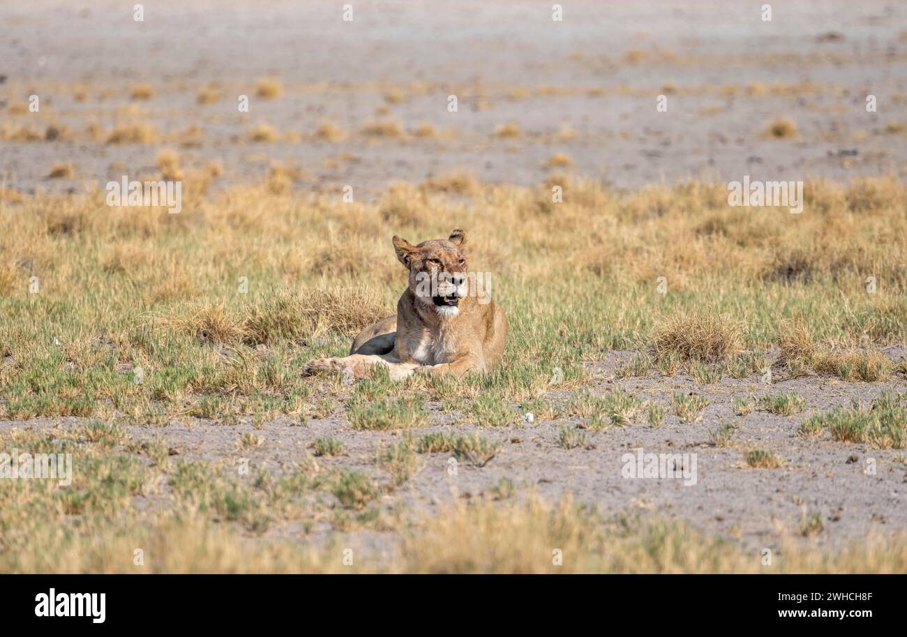 Mature lioness hi-res stock photography and images - Alamy