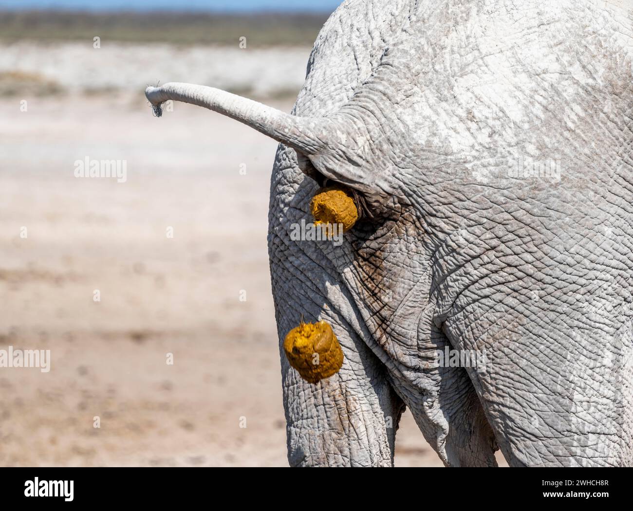 Bowel movement hi-res stock photography and images - Alamy