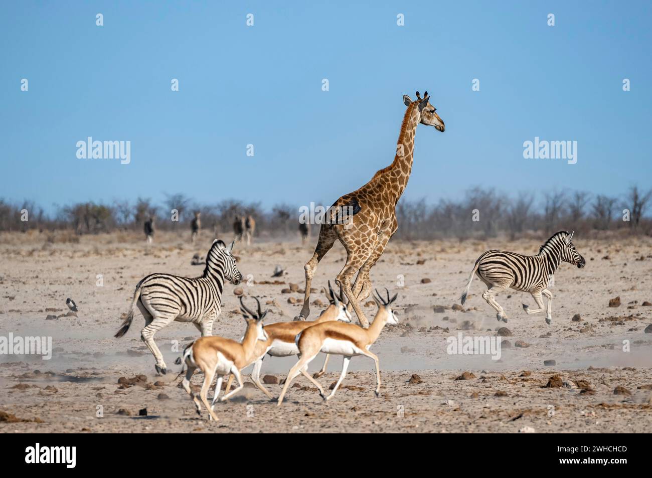 Group of animals fleeing, running away in fright, springboks ...