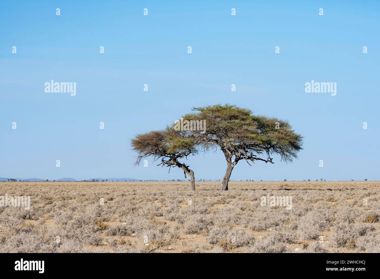 Lone acacia tree in the dry steppe, Etosha National Park, Namibia Stock Photo - Alamy