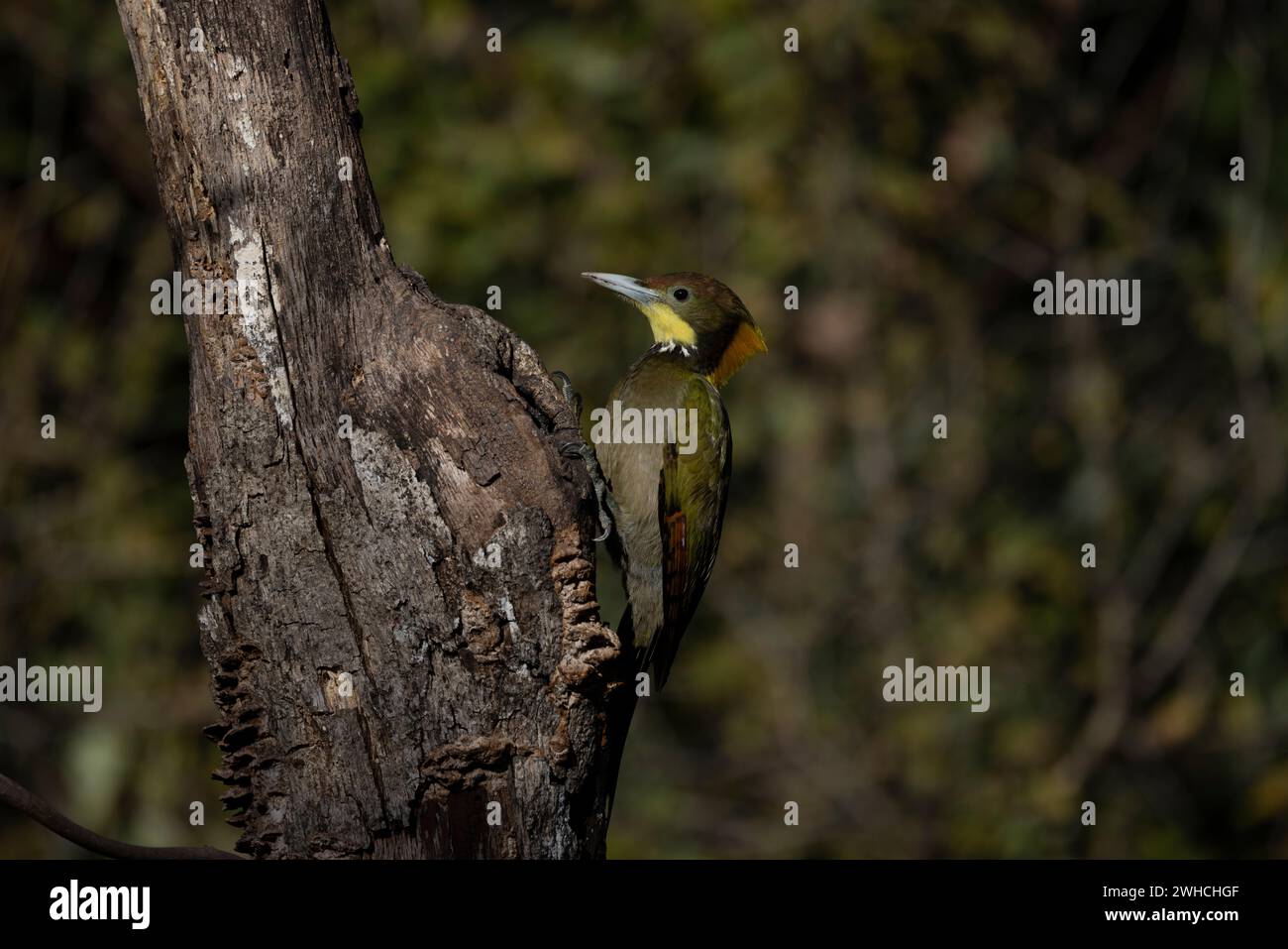 Greater Yellow-naped Woodpecker, Picus flavinucha, Uttarakhand, India ...