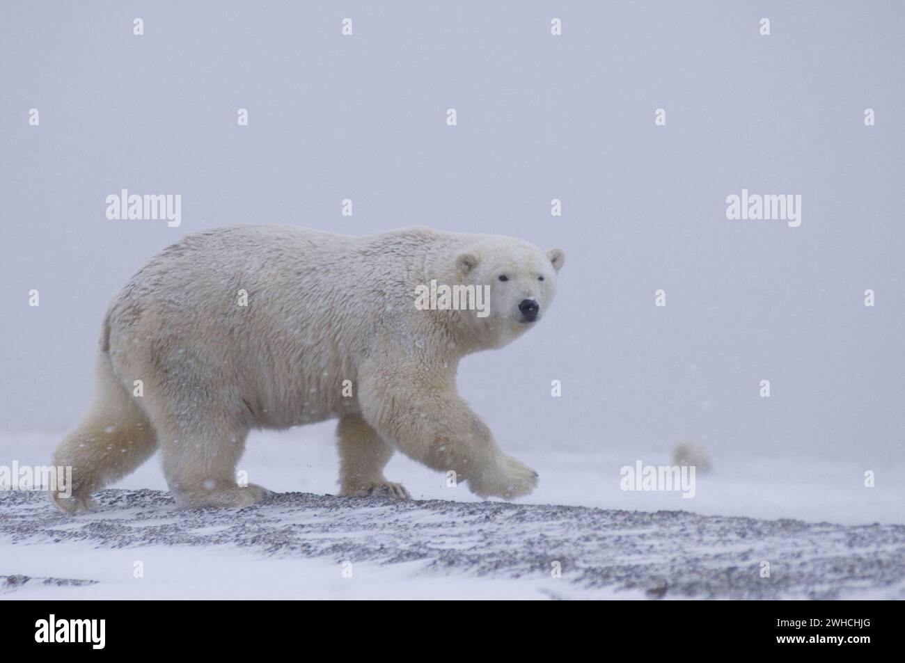 polar bear, Ursus maritimus Boar neck thicker then head on a barrier ...