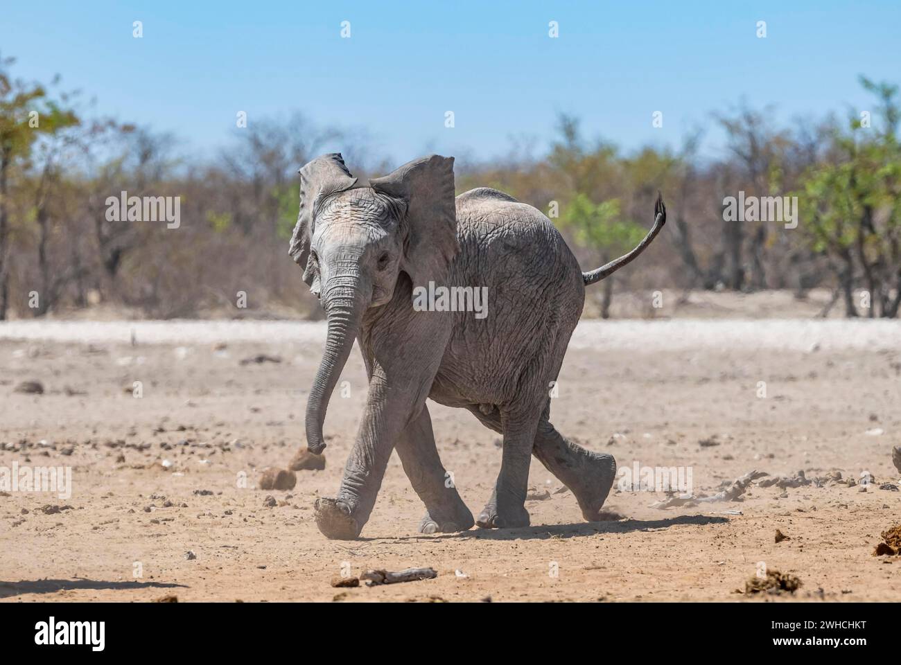 African elephant (Loxodonta africana), young animal running, funny cute ... African elephant (Loxodonta africana), young animal running, funny cute ...