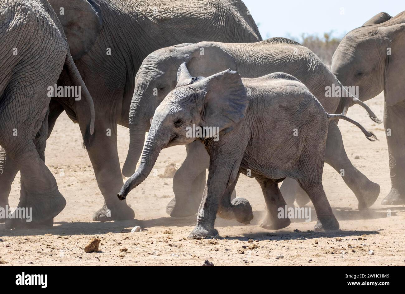 African elephants (Loxodonta africana), young animal running in the ...