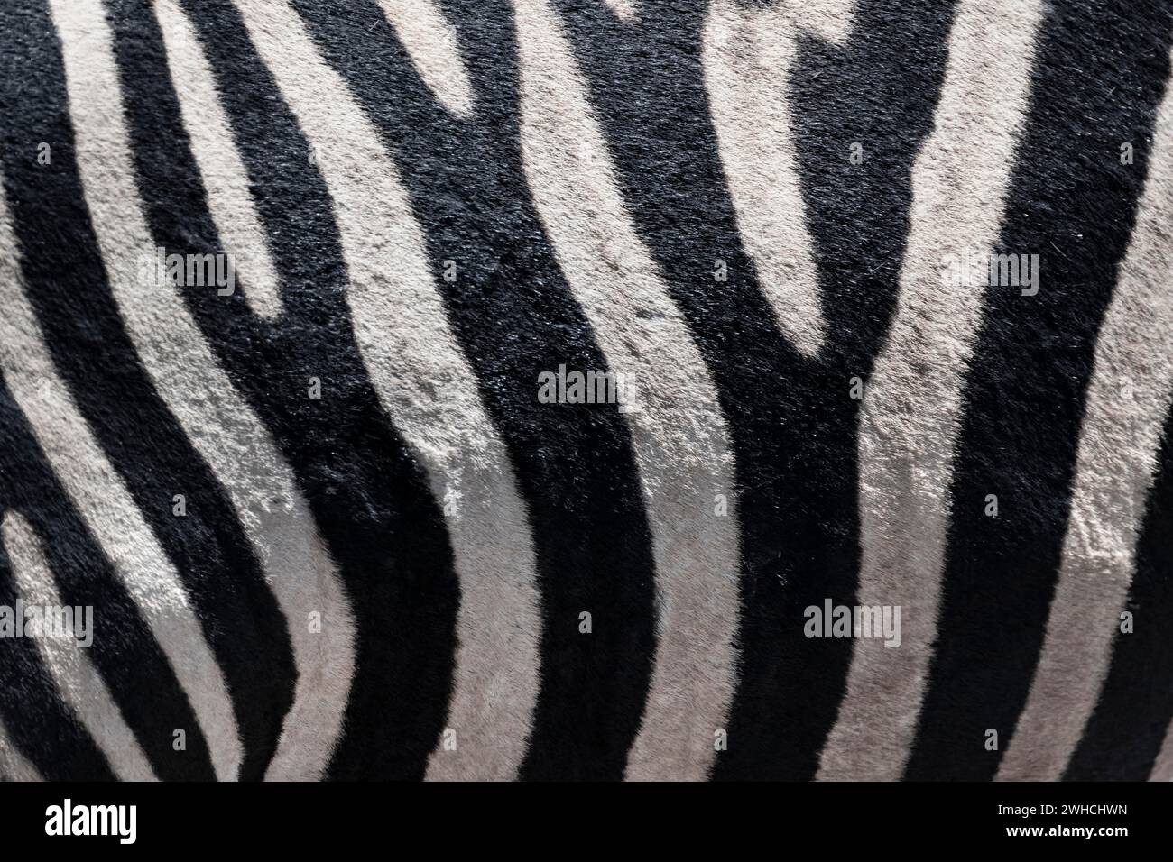 Detail, coat of a plains zebra (Equus quagga) on the belly, pattern ...