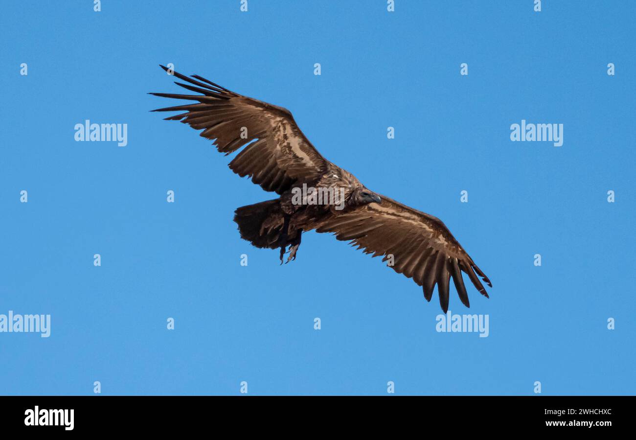 White-backed vulture (Gyps africanus) in flight against a blue sky ...