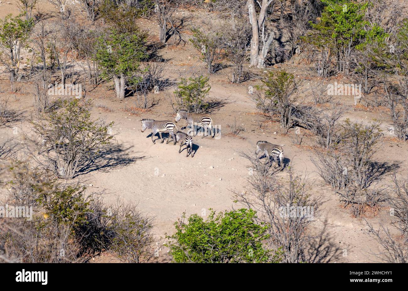 Group of hartmann's mountain zebras (Equus zebra hartmannae), from ...