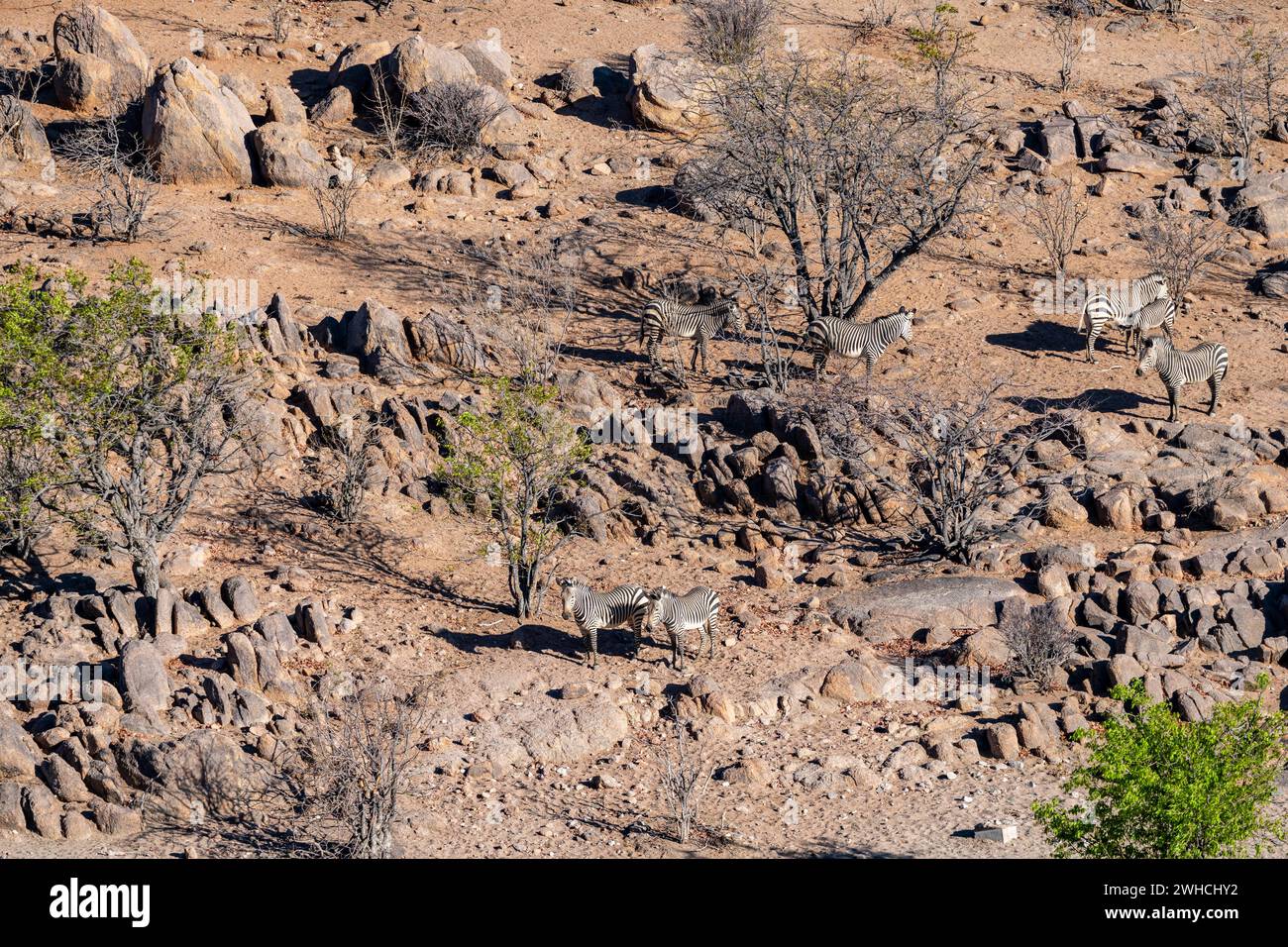 Group of hartmann's mountain zebras (Equus zebra hartmannae) in rocky ...