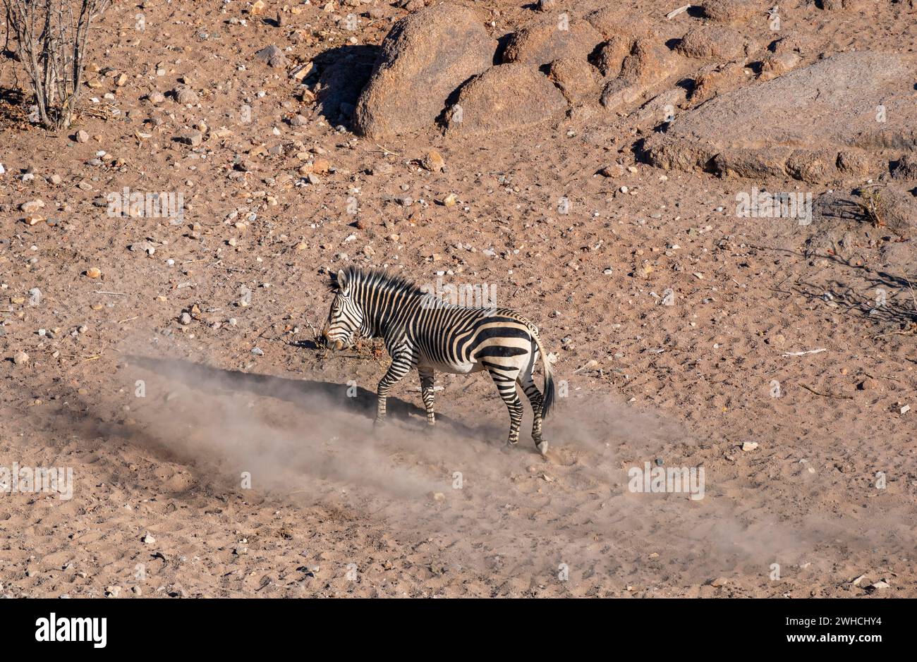 Hartmann's mountain zebras (Equus zebra hartmannae) stirring up dust ...