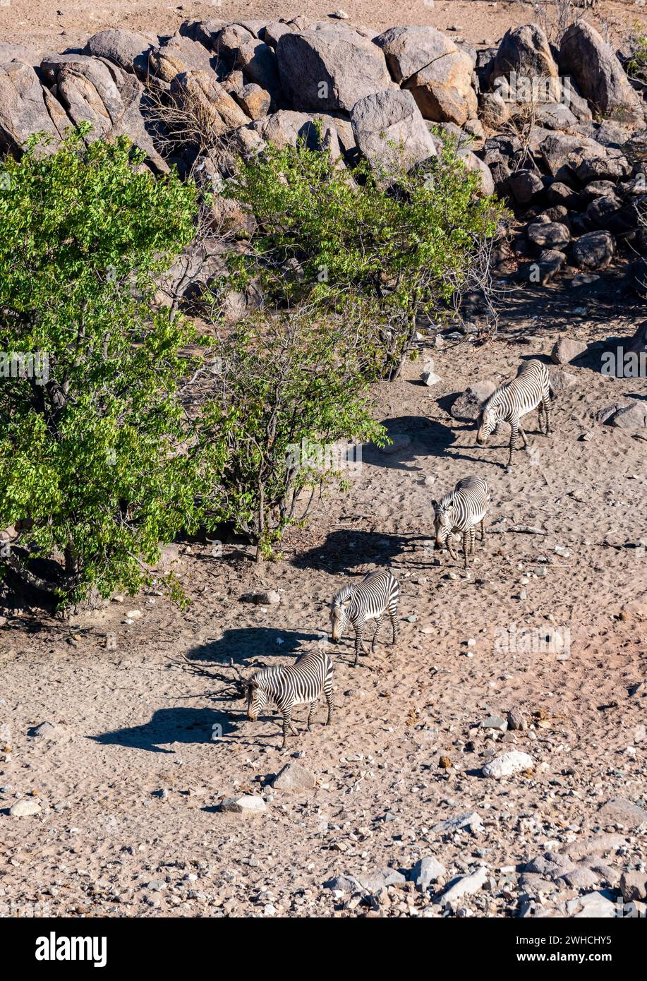Group of hartmann's mountain zebras (Equus zebra hartmannae) between ...