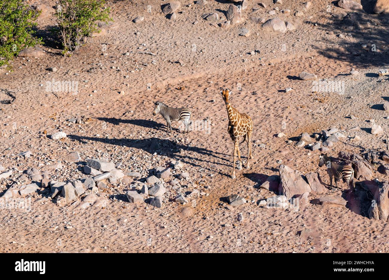 Hartmann's mountain zebra (Equus zebra hartmannae) and angolan giraffe ...