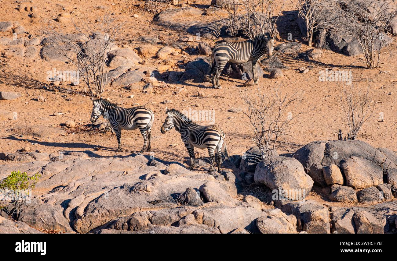 Three hartmann's mountain zebras (Equus zebra hartmannae) between rocks ...