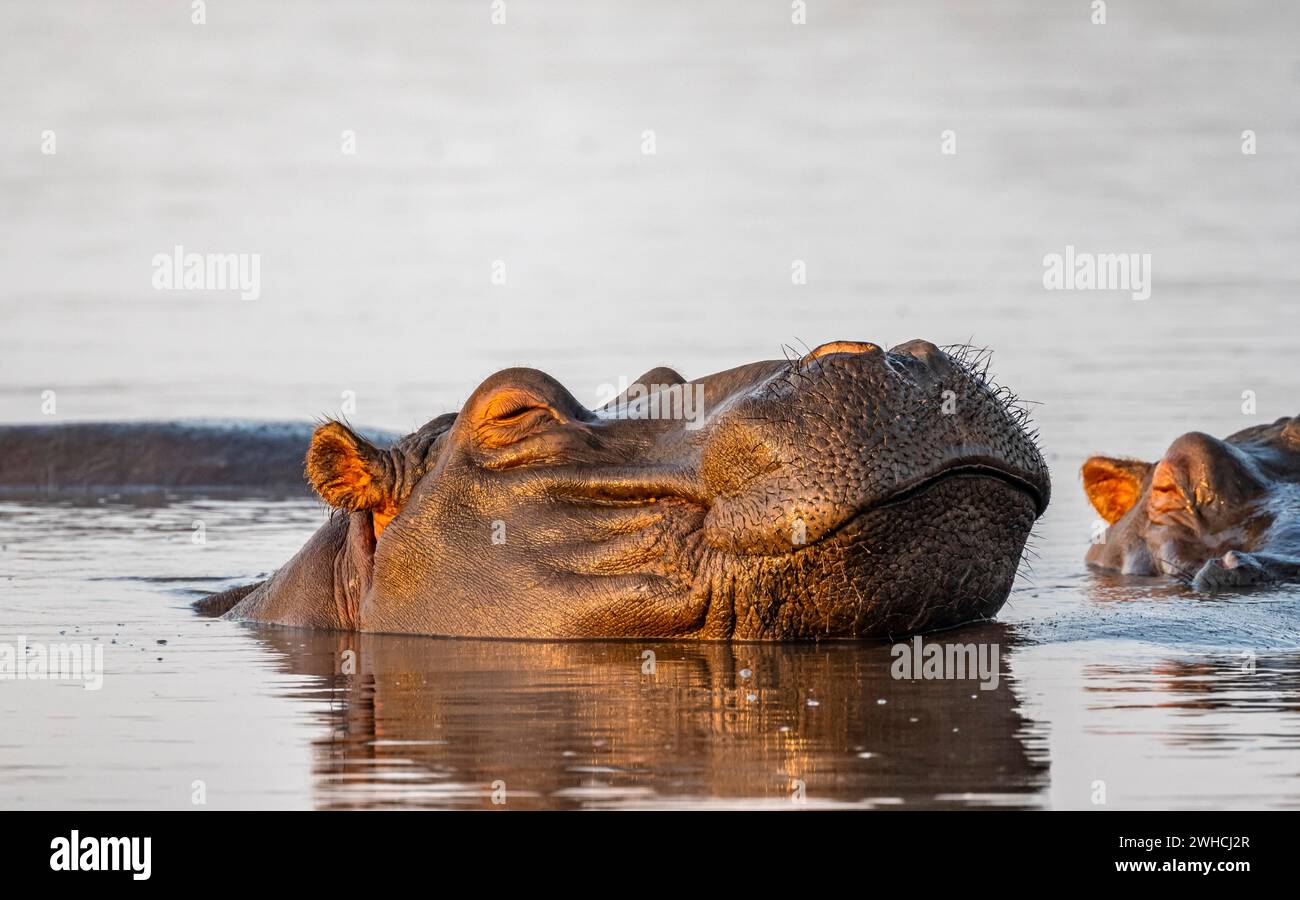 Sleeping hippo (Hippopatamus amphibius) in the water at sunset with ...