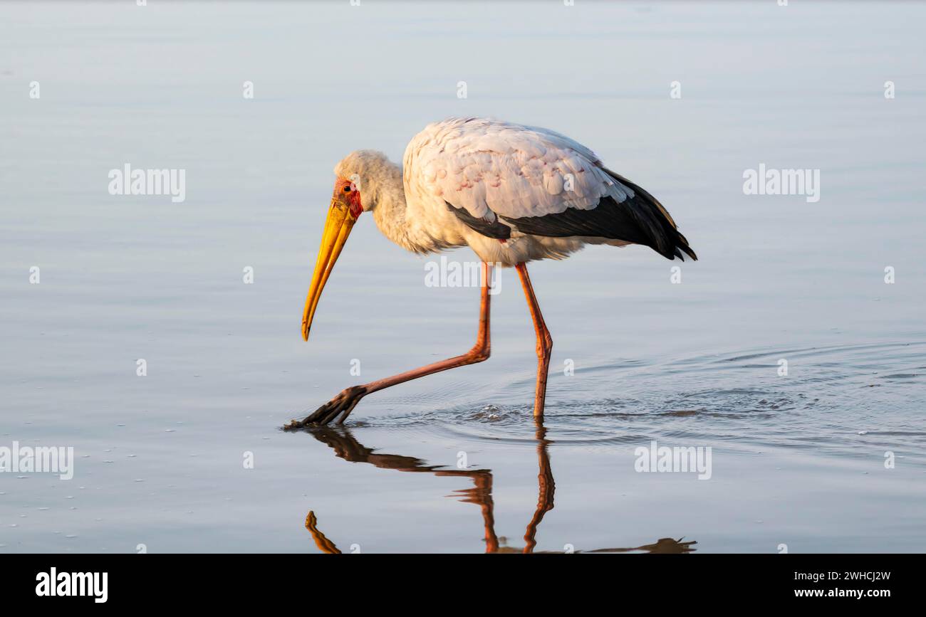 Yellow-billed stork (Mycteria ibis) in the water looking for food, at ...