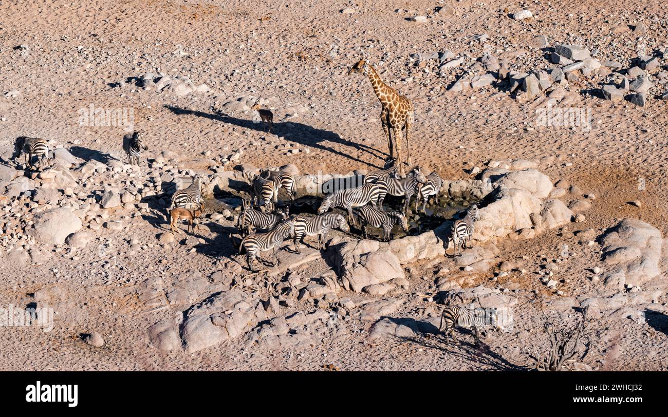 Hartmann's mountain zebras (Equus zebra hartmannae) and angolan giraffe ...