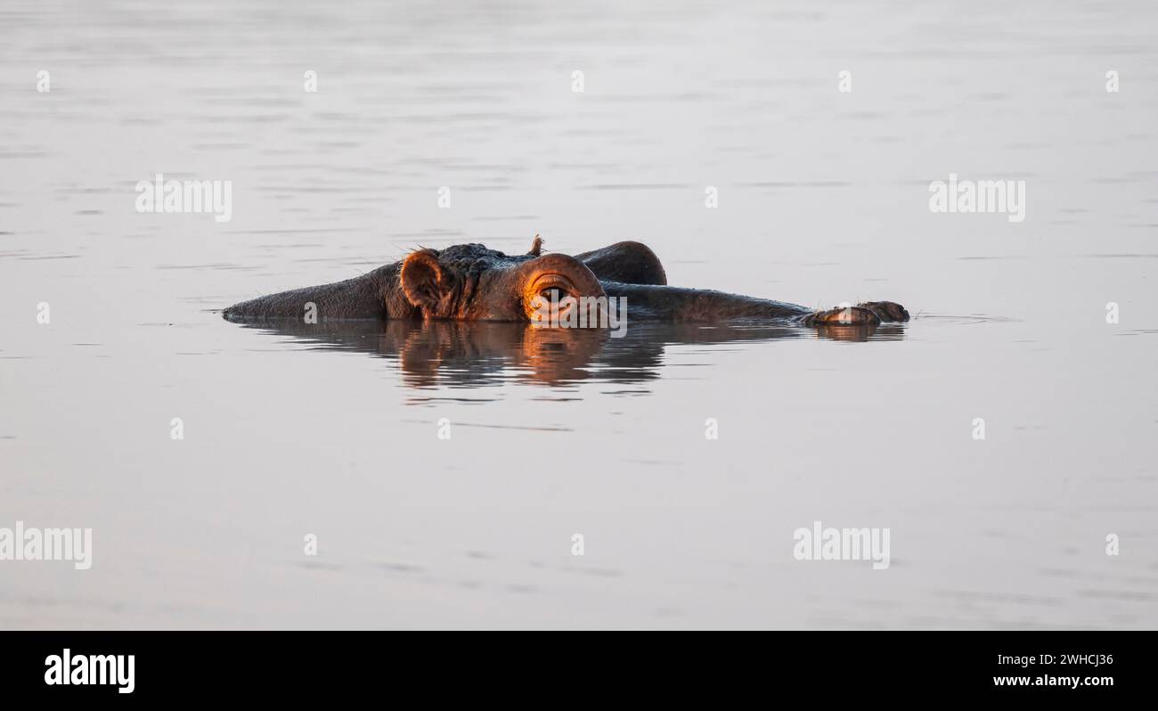 Hippopotamus (Hippopatamus amphibius) in the water at sunset with ...
