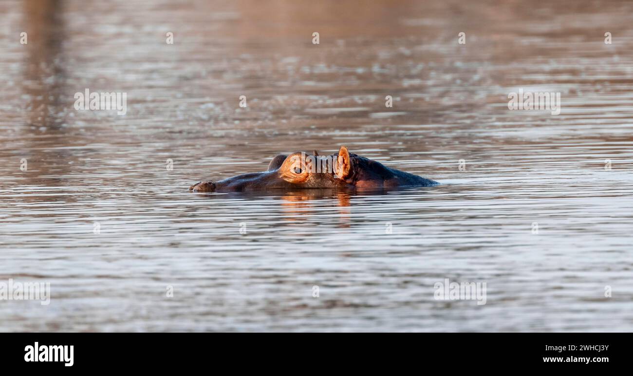 Hippopotamus (Hippopatamus amphibius) in the water at sunset with ...