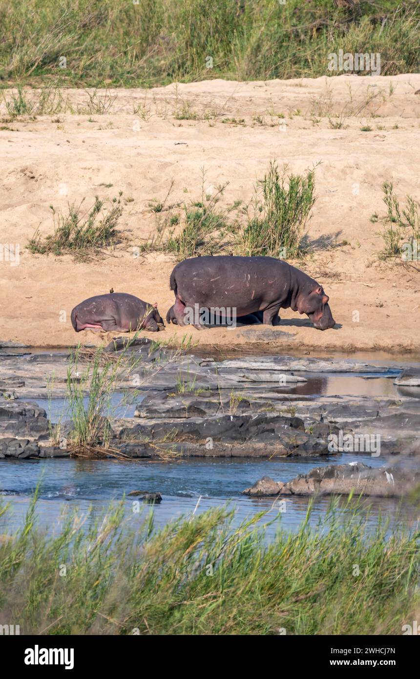 Hippos (Hippopatamus amphibius), mother with sleeping young, on the ...