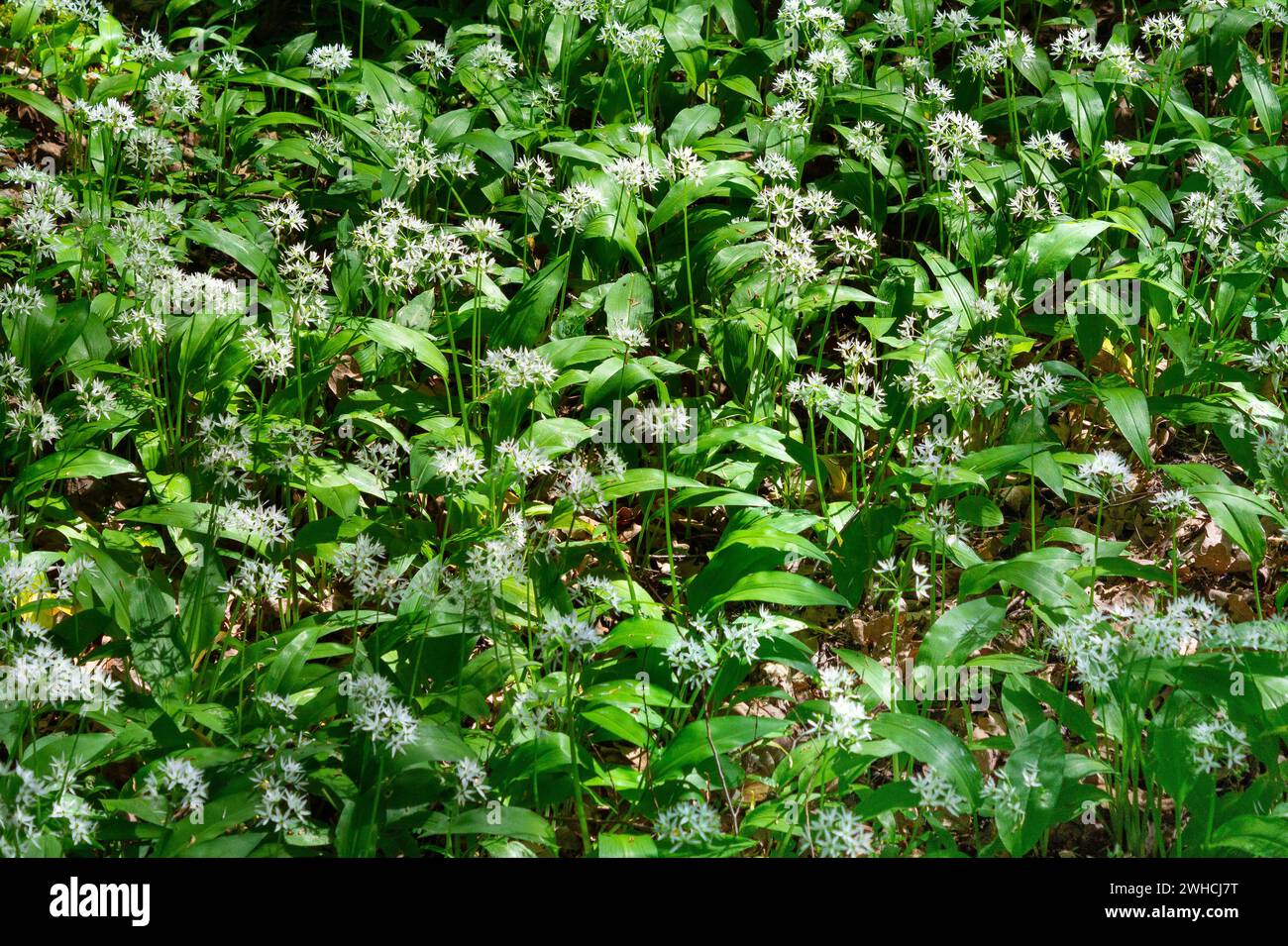 A dense patch of wild garlic, with its characteristic white flowers and ...