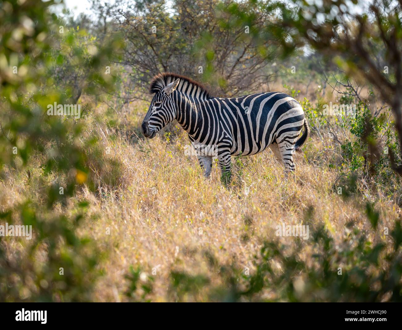 African plains landscape hi-res stock photography and images - Alamy