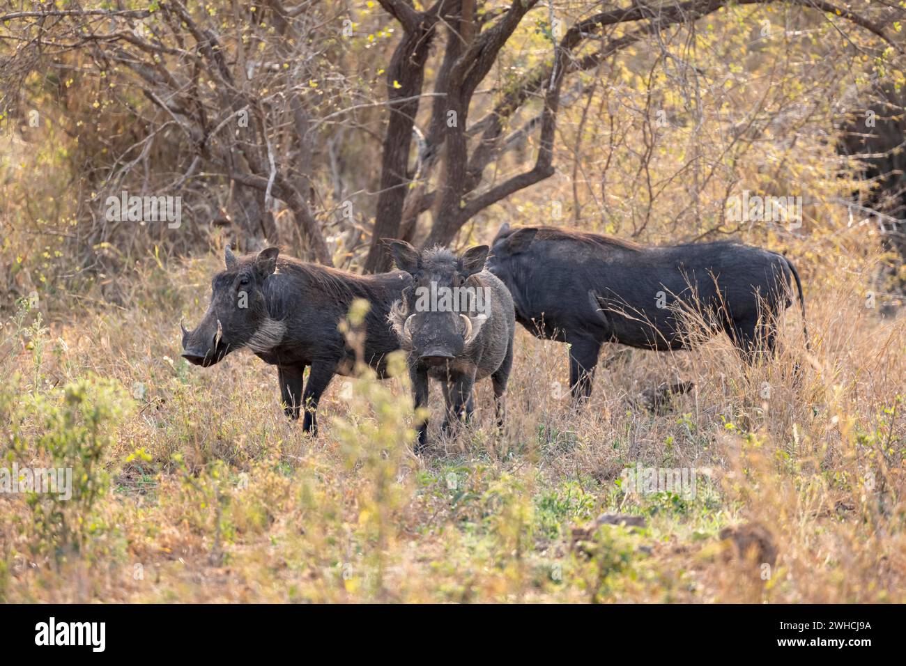 Common warthog (Phacochoerus africanus), three warthogs in tall dry ...