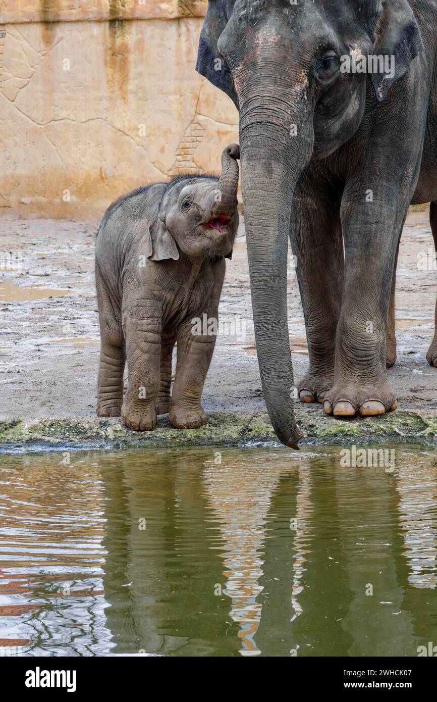 Asian elephant (Elephas maximus), juvenile and cow elephant, captive ...