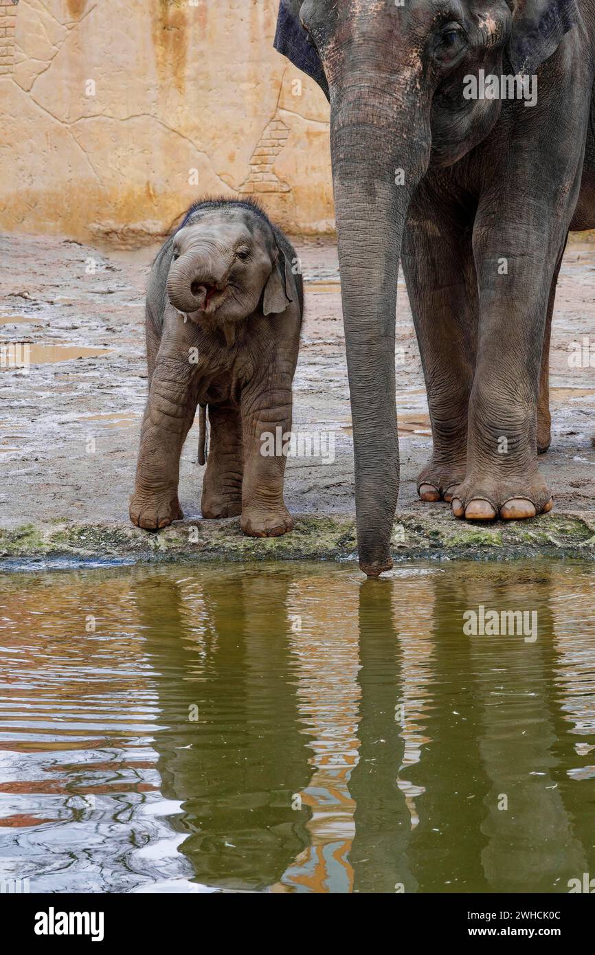 Asian elephant (Elephas maximus), juvenile and cow elephant, captive ...