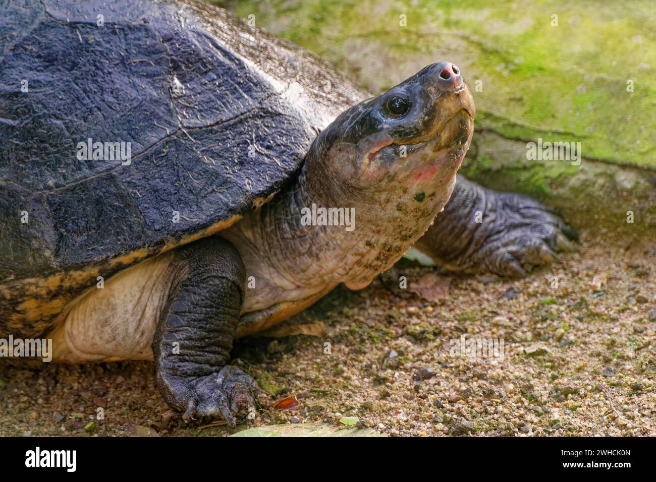Arrau's rail turtle (Podocnemis expansa), captive, found in South ...