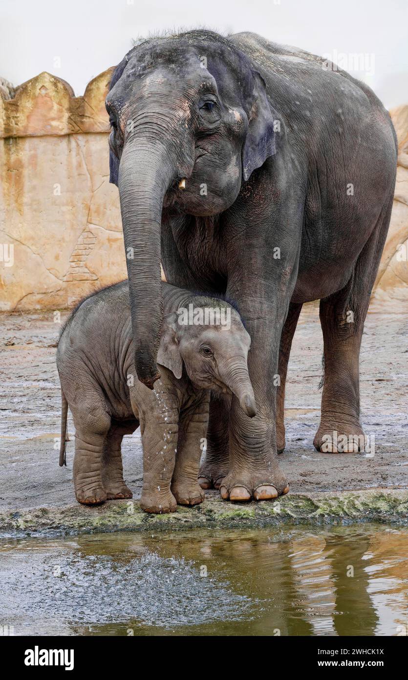Asian elephant (Elephas maximus), juvenile and cow elephant, captive ...