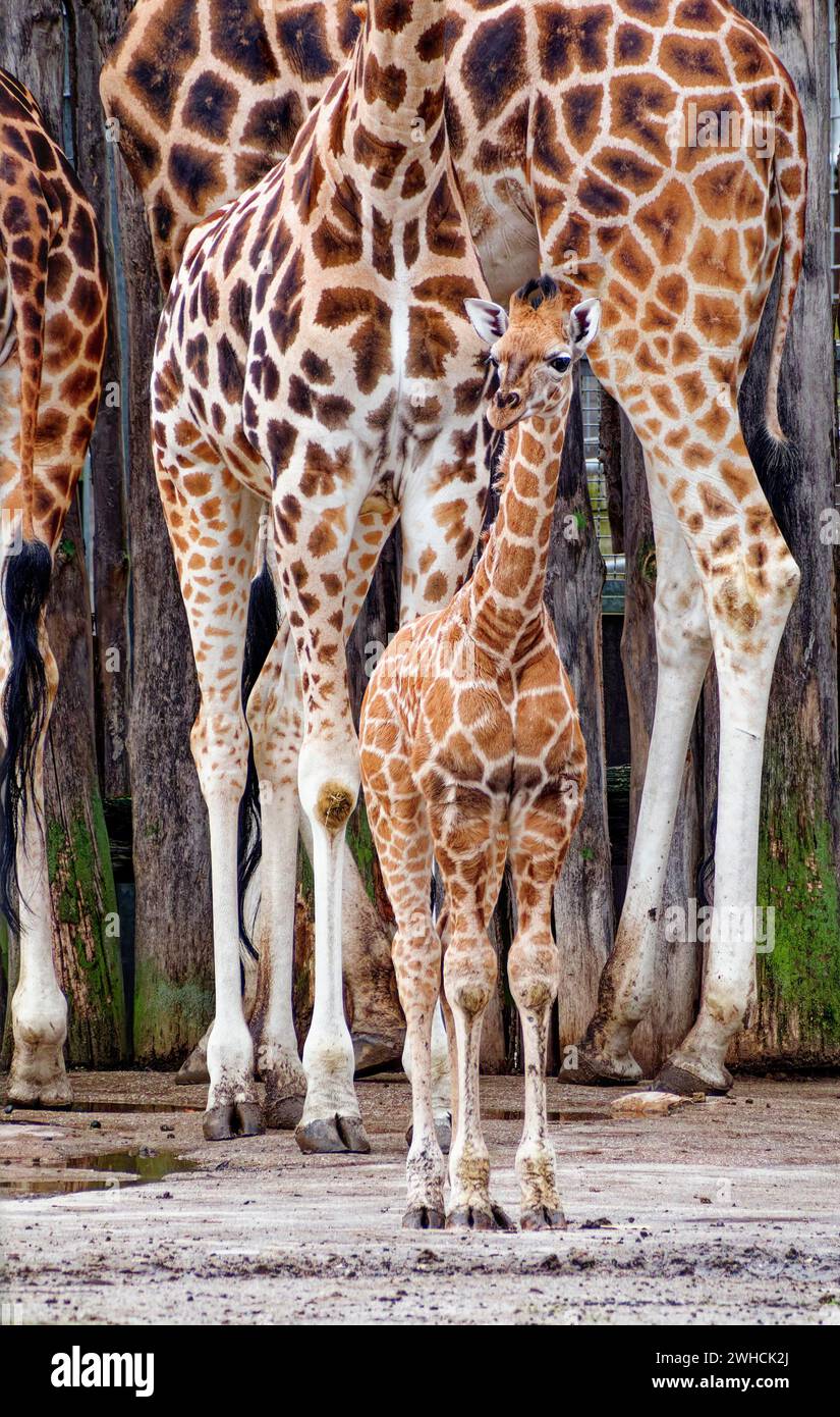 Rothschild's giraffe (Giraffa camelopardalis rothschildi), juvenile with adult giraffes, captive ...