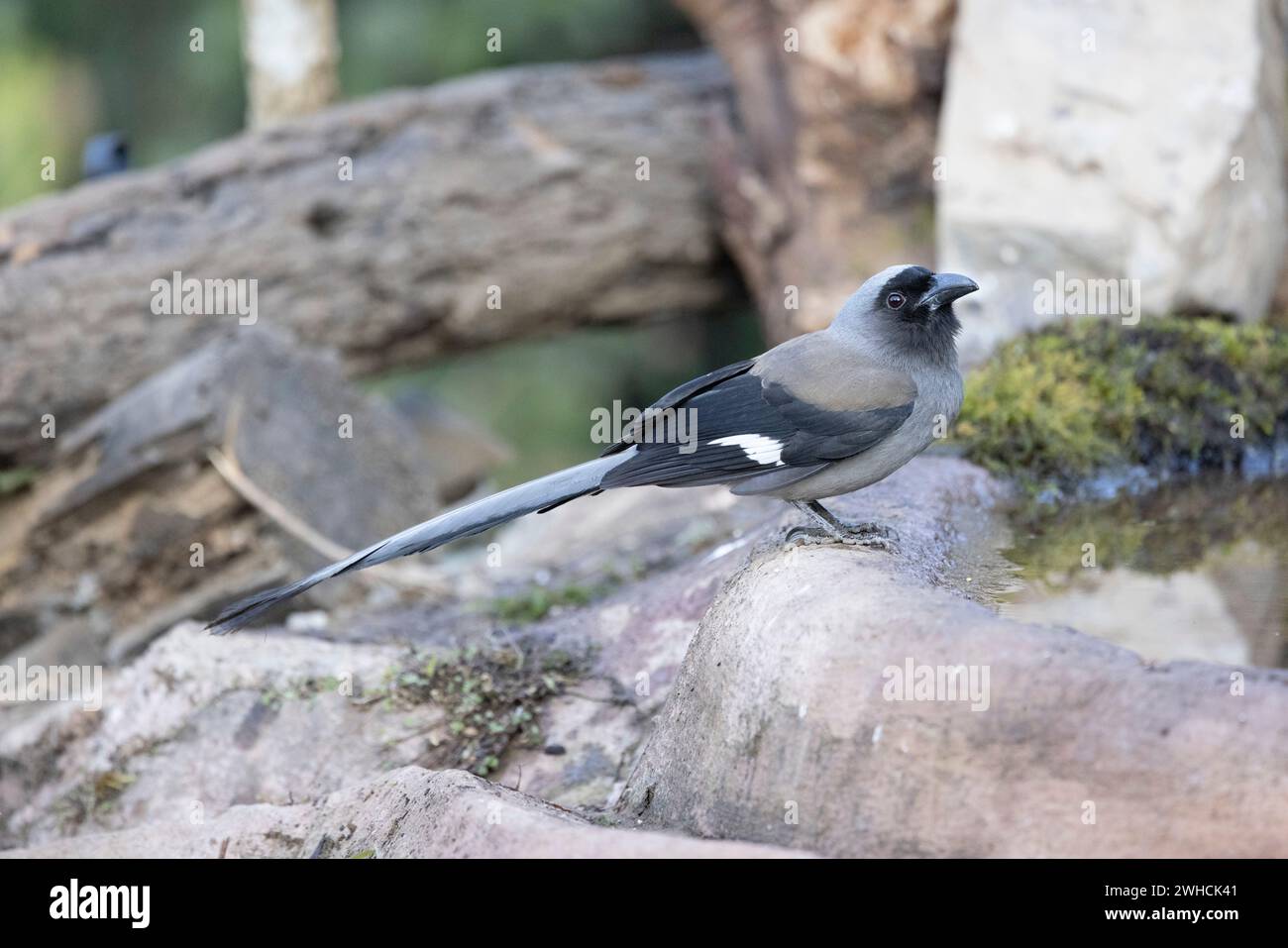 Grey Treepie, Dendrocitta formosae, Uttarakhand, India Stock Photo - Alamy