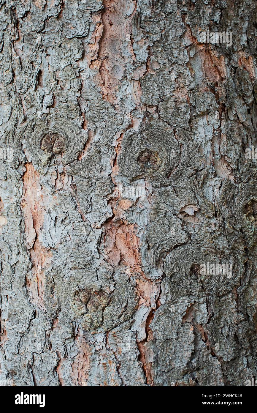 The bark of the tree. wallpaper. Texture of a tree. natural tree bark ...