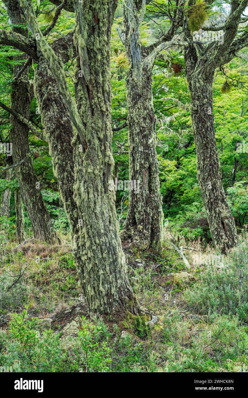 Forest of lichen-covered southern beeches (Nothofagus) in Tierra del ...