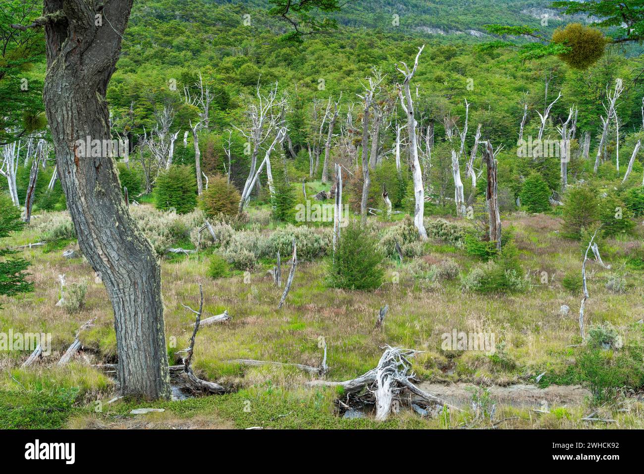 Forest of southern beeches (Nothofagus) in Tierra del Fuego National ...