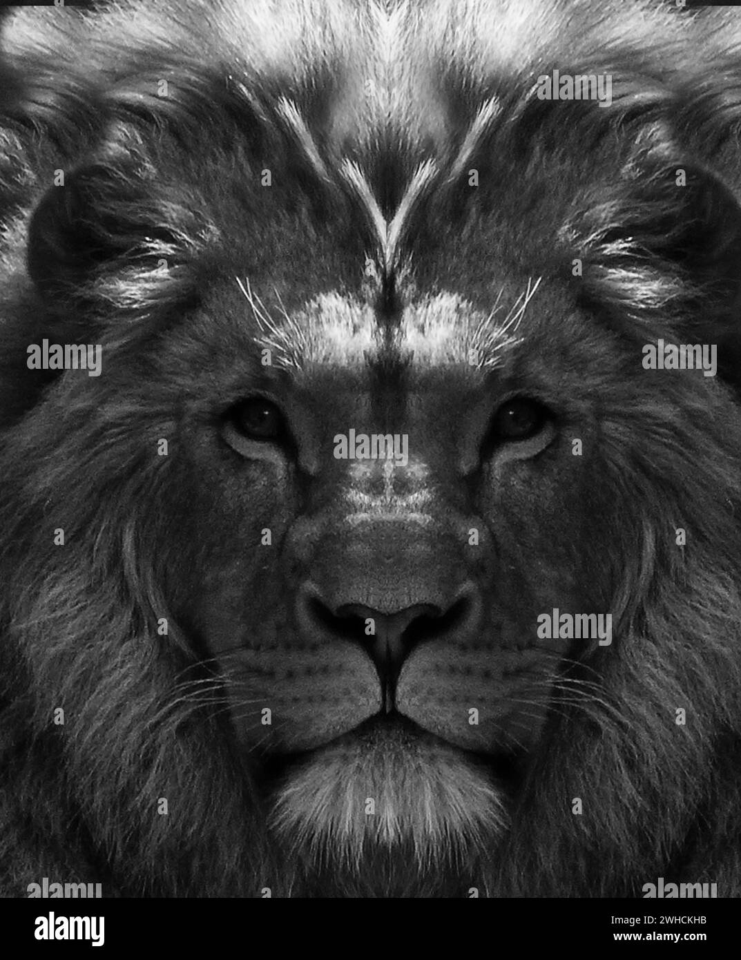 Black and white lion portrait hi-res stock photography and images - Alamy
