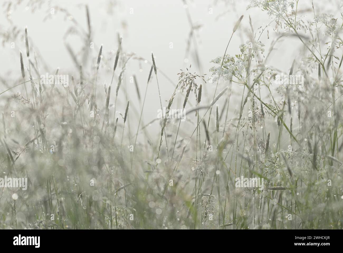 Umbellifer (Apiaceae) and true grasses (Poaceae) with morning dew in ...