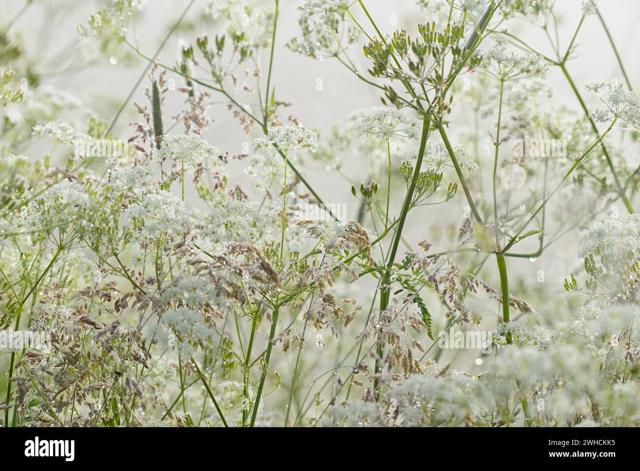 Umbellifer (Apiaceae) and true grasses (Poaceae) with morning dew in ...