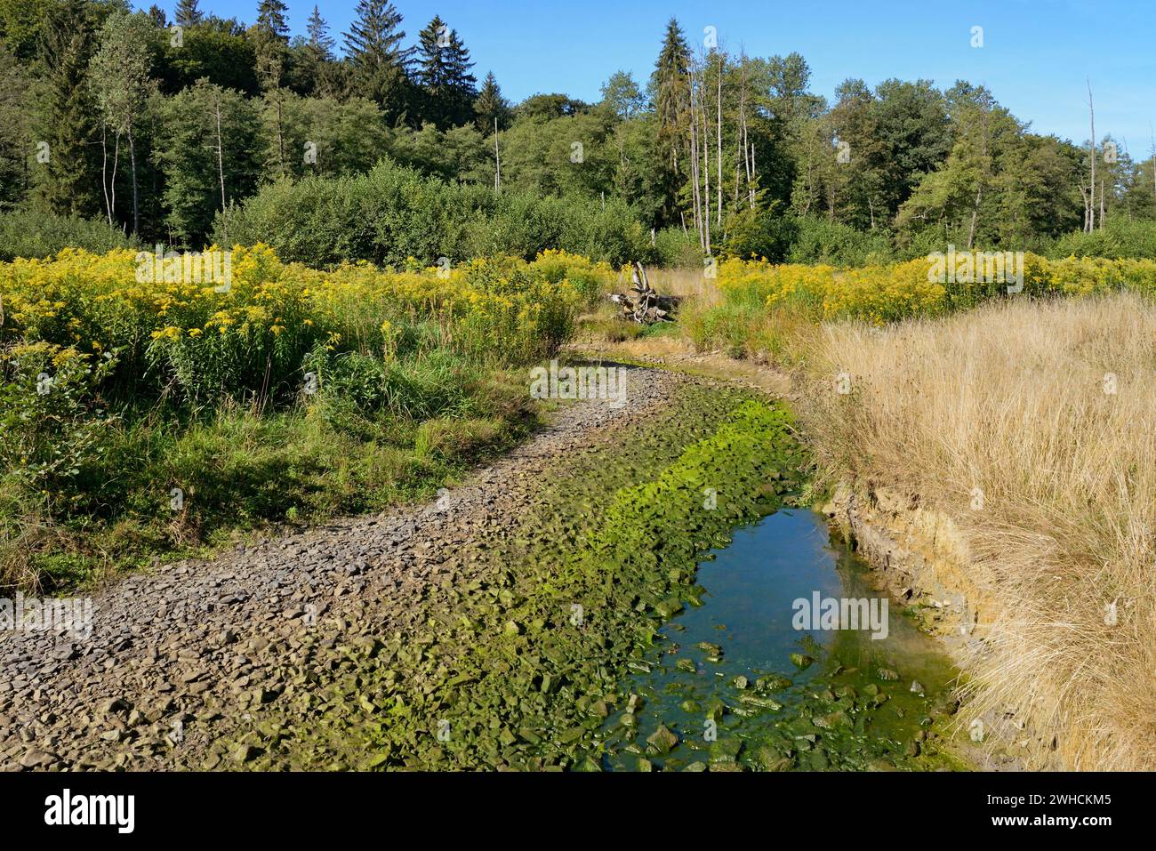Arnsberg Forest, forest stream dried out by extreme heat and drought ...