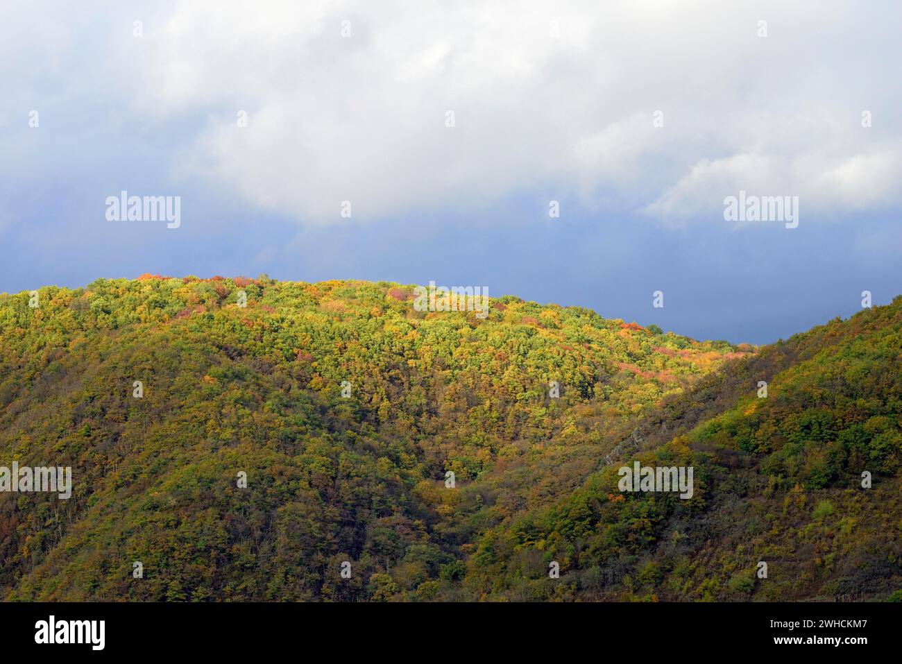 Sun shining on the autumnal deciduous forest of the Moselle heights ...