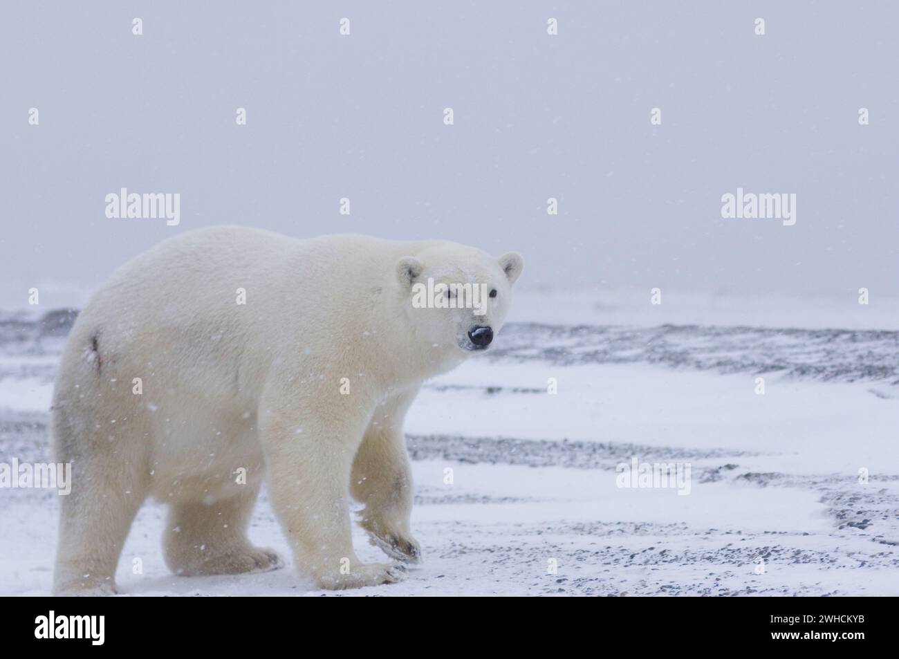 polar bear, Ursus maritimus Boar neck thicker then head on a barrier ...
