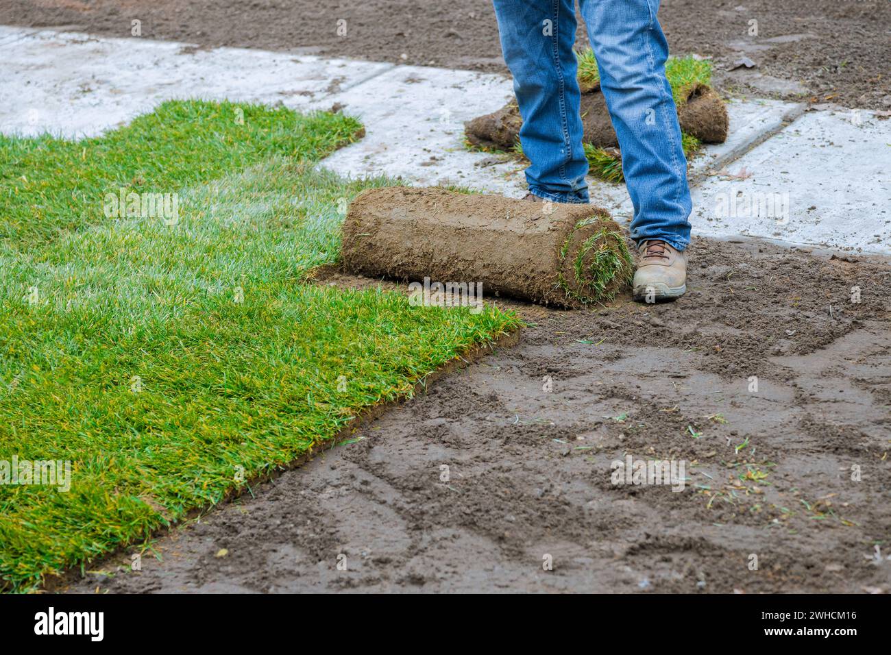 Turf is laid by man who unrolls it on ground for landscaping purposes ...