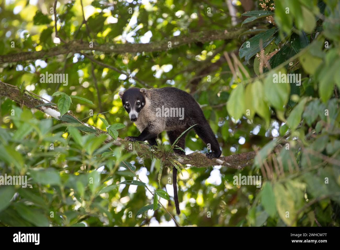 Coati costa rica hi-res stock photography and images - Alamy