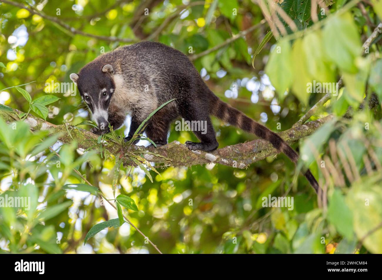 Coati, Nasua nasua, Costa Rica, Central America, Latin America Stock ...