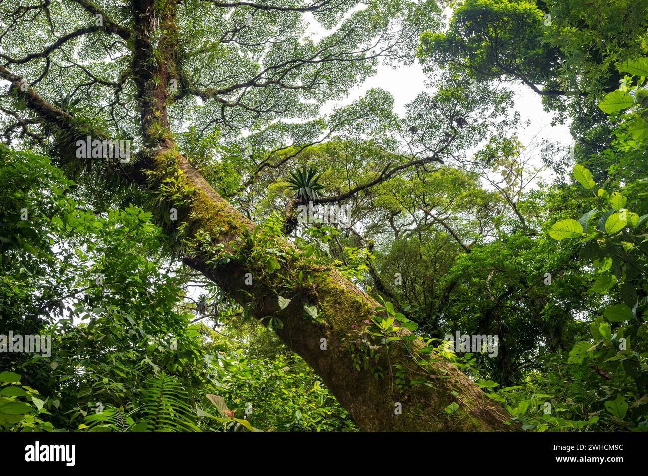 Tree giants in the jungle, Costa Rica, Central America, Latin America ...