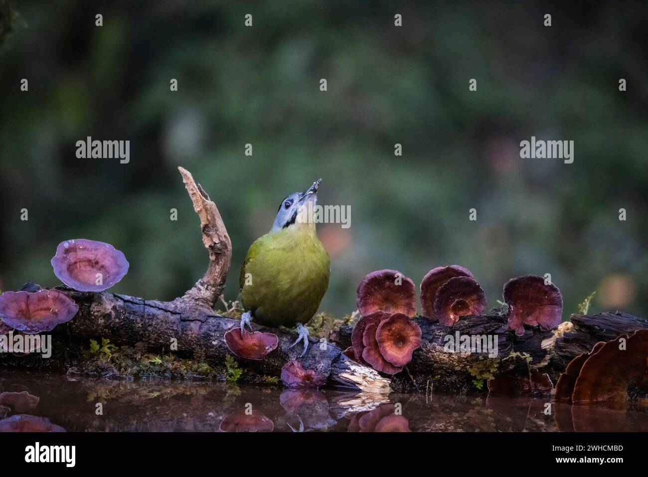 Woodpecker species india hi-res stock photography and images - Alamy