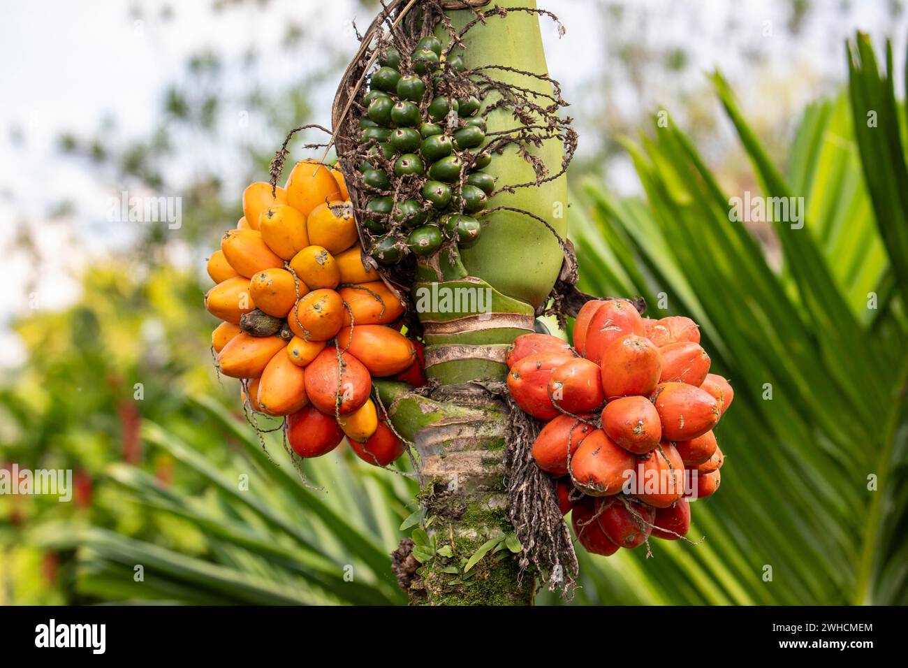 Chontaduro fruit, peach palm, spiny palm, Costa Rica, Central America ...